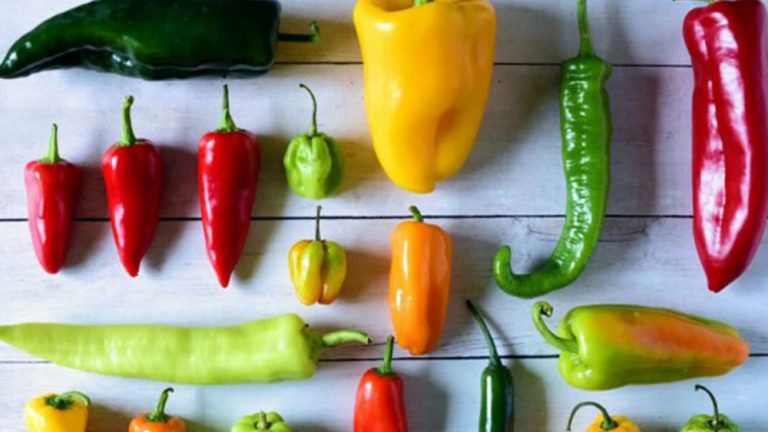 ¿El chile es considerado fruta o verdura? - Tragones pero Finos